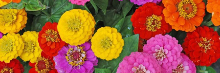 Flowers by the Bunch : Portland Wholesale Florist, Wholesale wedding ...