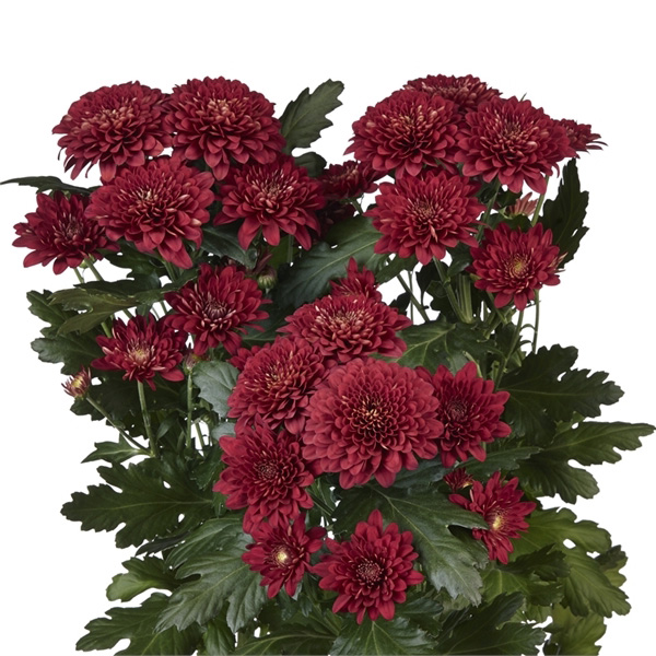 Novelty / Kermit / Button Poms : Portland Wholesale Florist, Wholesale ...