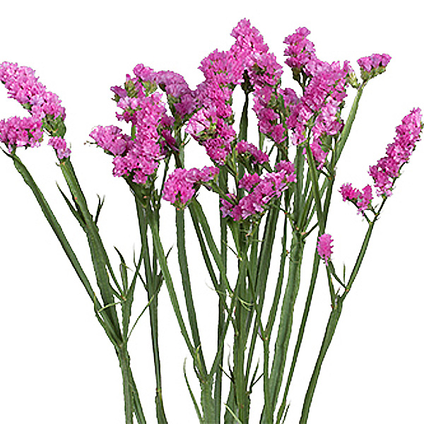 Statice : Portland Wholesale Florist, Wholesale wedding and event ...