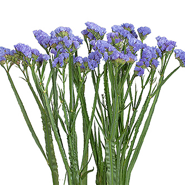 Fillers : Portland Wholesale Florist, Wholesale wedding and event ...