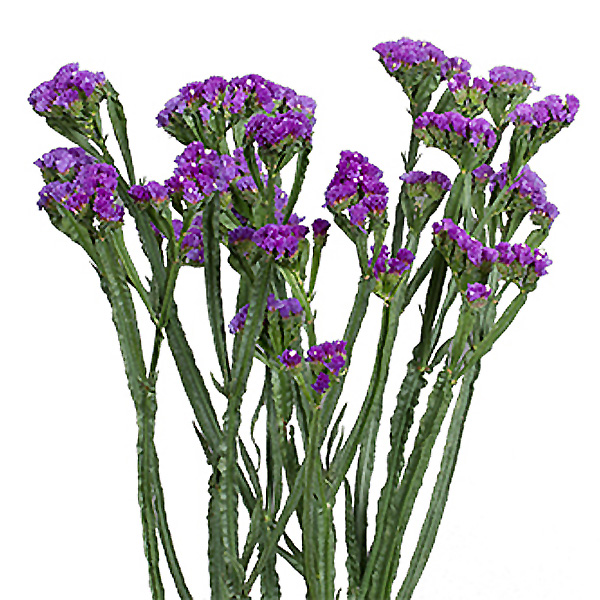 Statice - Purple - $14.75 : Portland Wholesale Florist, Wholesale ...