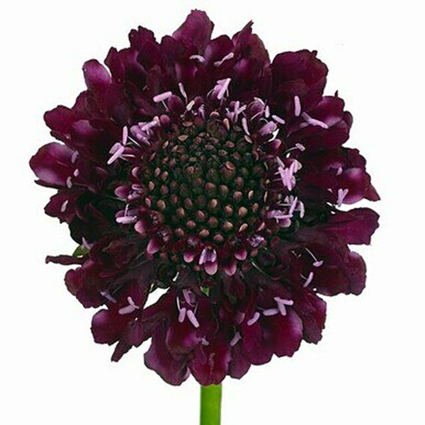 Scabiosa Scoop : Portland Wholesale Florist, Wholesale wedding and ...
