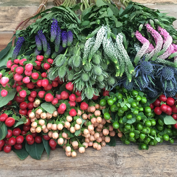 Hypericum : Portland Wholesale Florist, Wholesale wedding and event ...