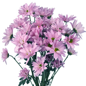 Daisy Pom - Lavender - $7.75 : Portland Wholesale Florist, Wholesale ...