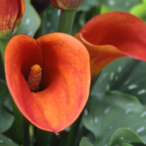 Mini Calla - Mango - $40.75 : Portland Wholesale Florist, Wholesale ...
