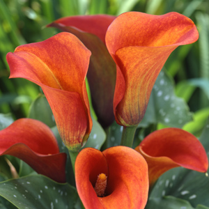 Mini Calla - Mango - $40.75 : Portland Wholesale Florist, Wholesale ...