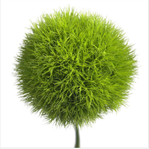 Trix - Green Ball Dianthus - $18.75 : Portland Wholesale Florist ...