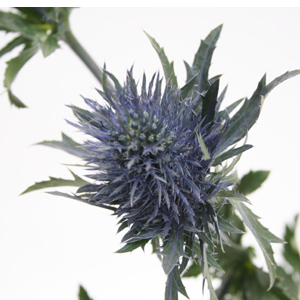 Eryngium - Blue Dynamite (10 stems) - $18.75 : Portland Wholesale ...