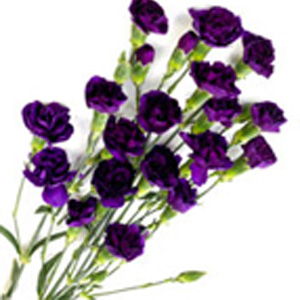 Mini Carnations - Purple - $12.00 : Portland Wholesale Florist ...