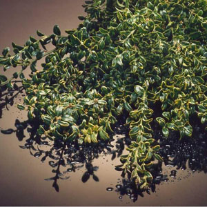 Oregonia - $13.00 : Portland Wholesale Florist, Wholesale wedding and ...