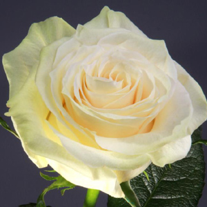 Rose - Mondial 60cm - $68.75 : Portland Wholesale Florist, Wholesale ...